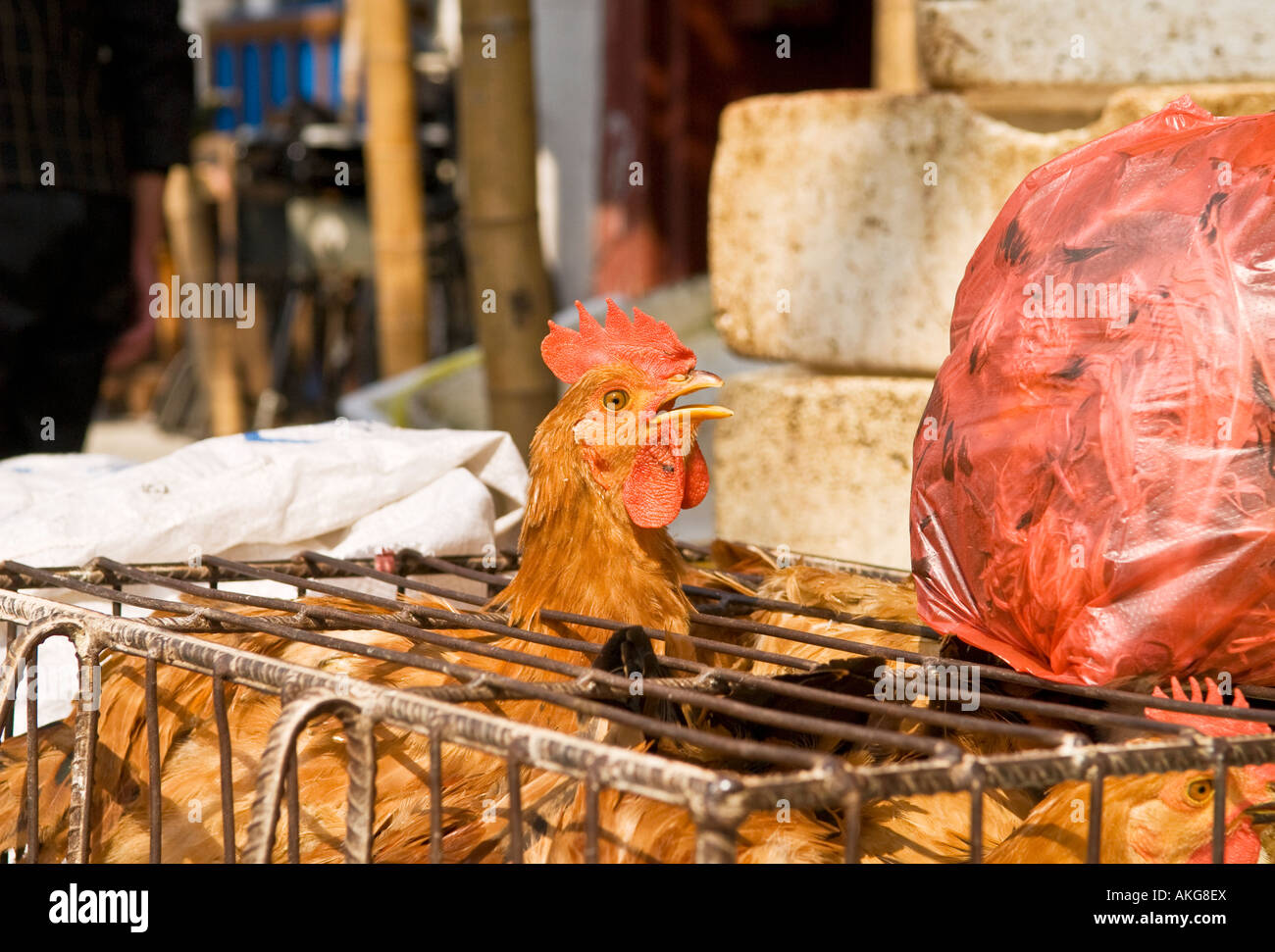 Chicken sticking head through cage in marketplace, Shanghai, China ...