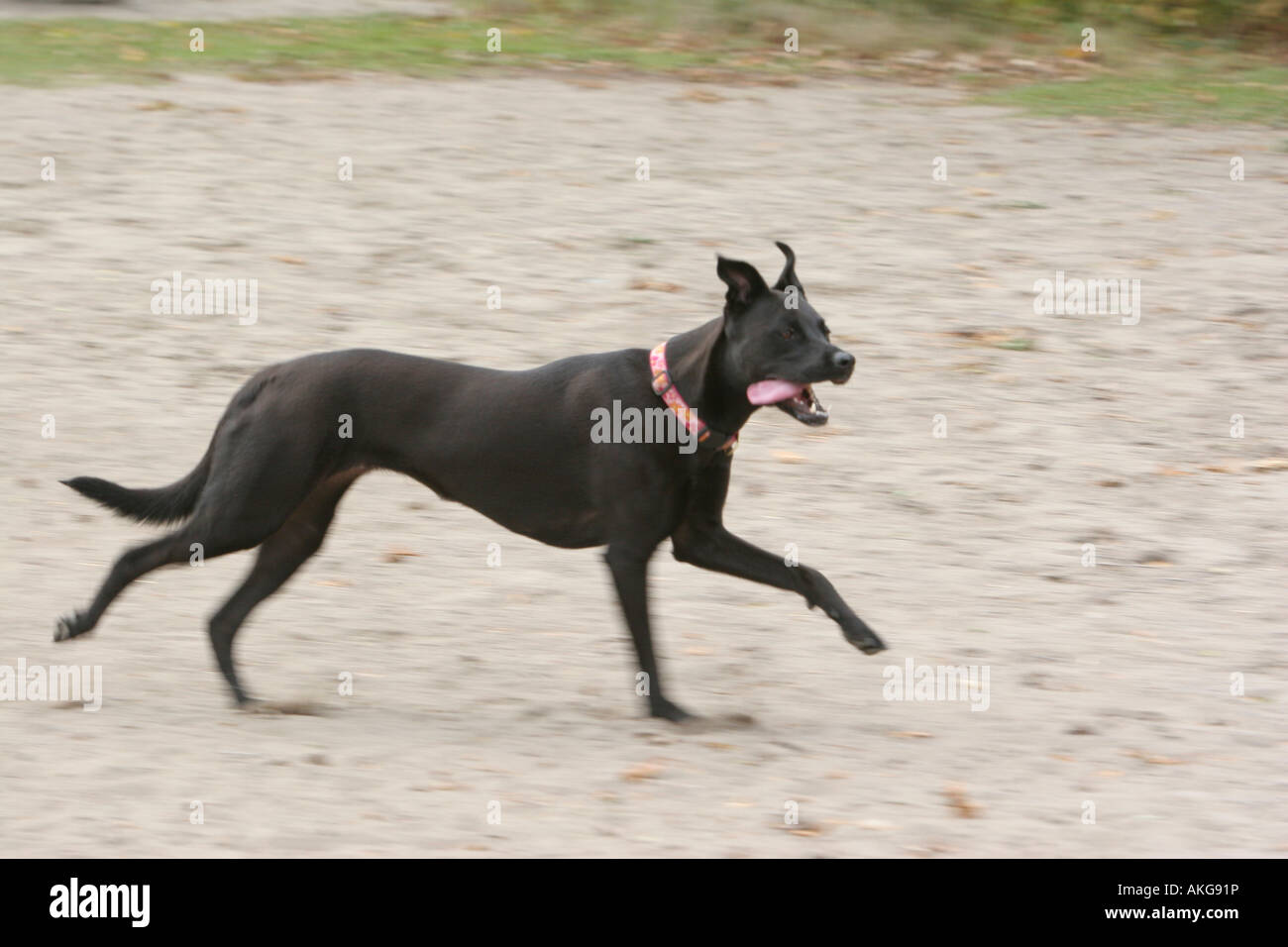 Chase the dog hi-res stock photography and images - Alamy