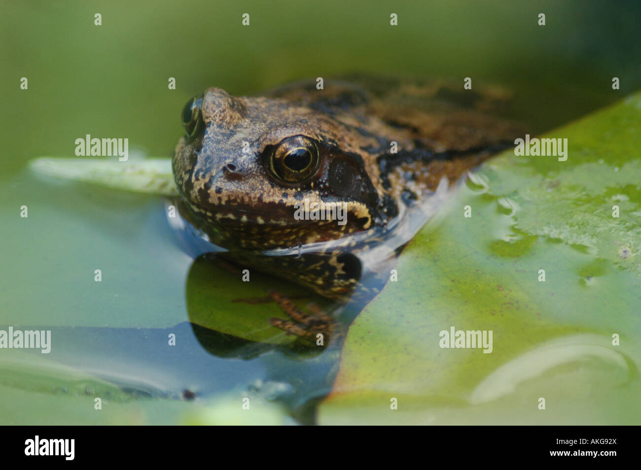 Toad in Garden Pond Stock Photo - Alamy