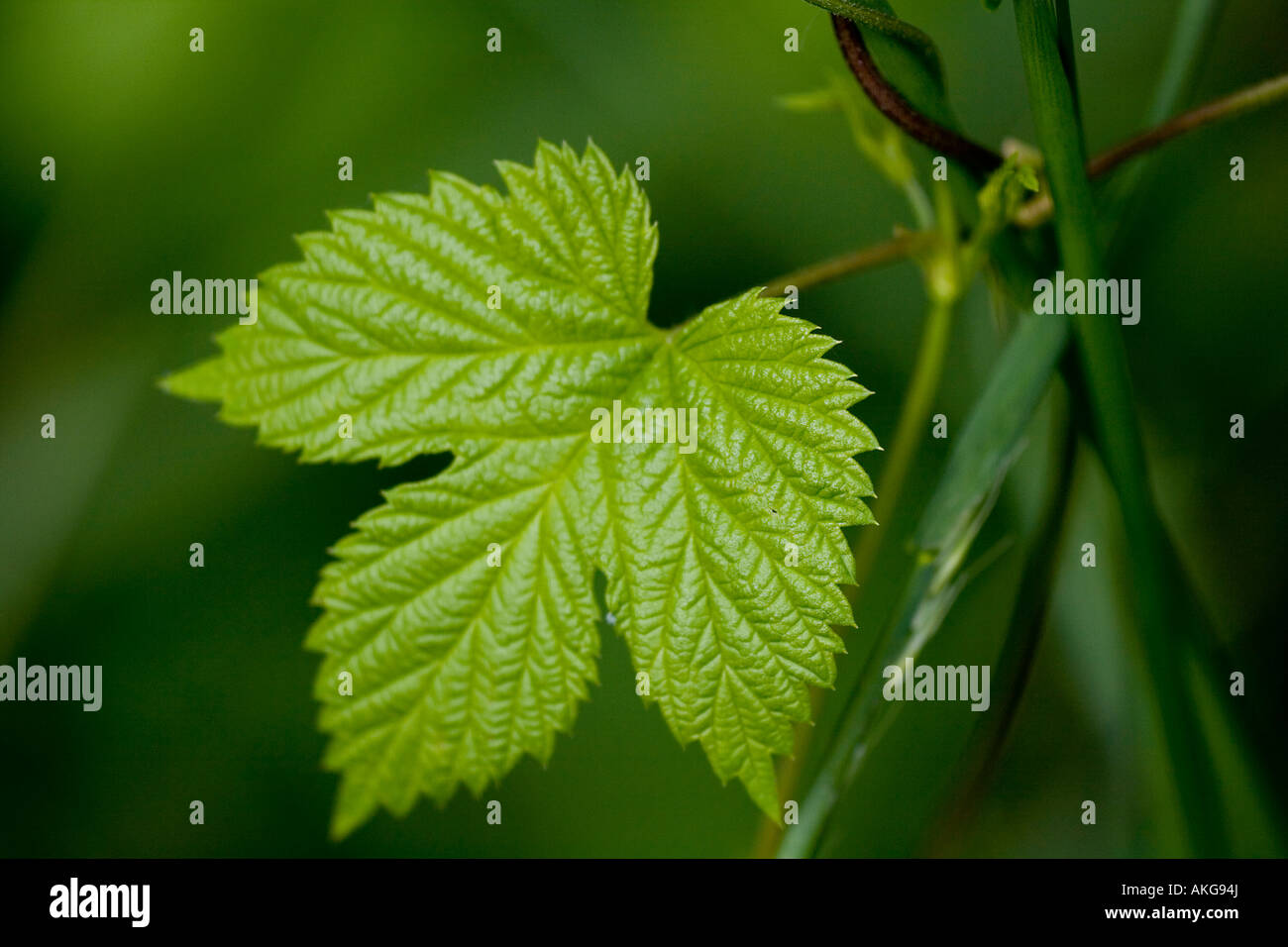 Hop leaves hi-res stock photography and images - Alamy