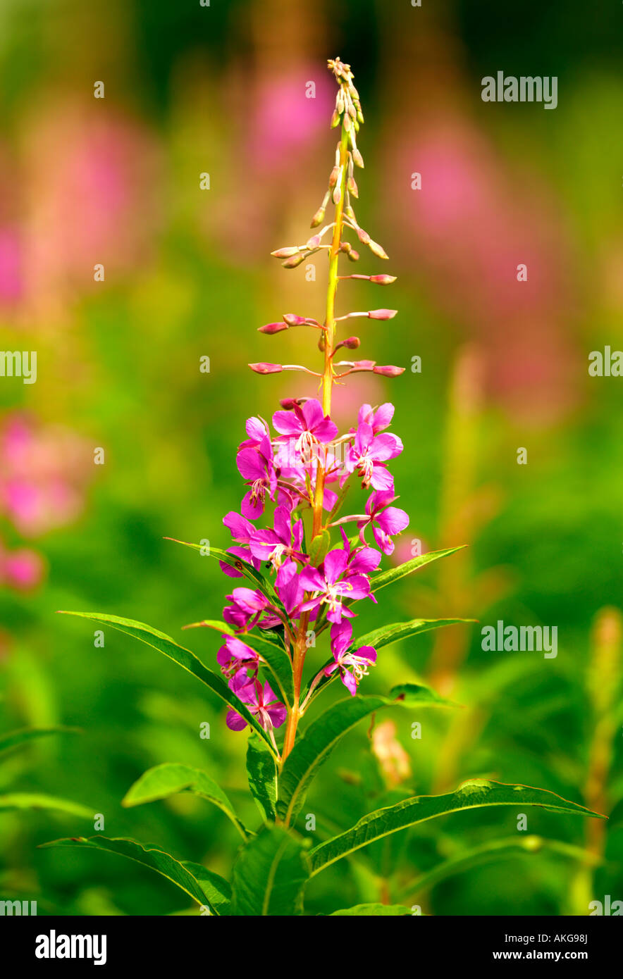 Fireweed Stock Photo, Royalty Free Image: 14993201 - Alamy