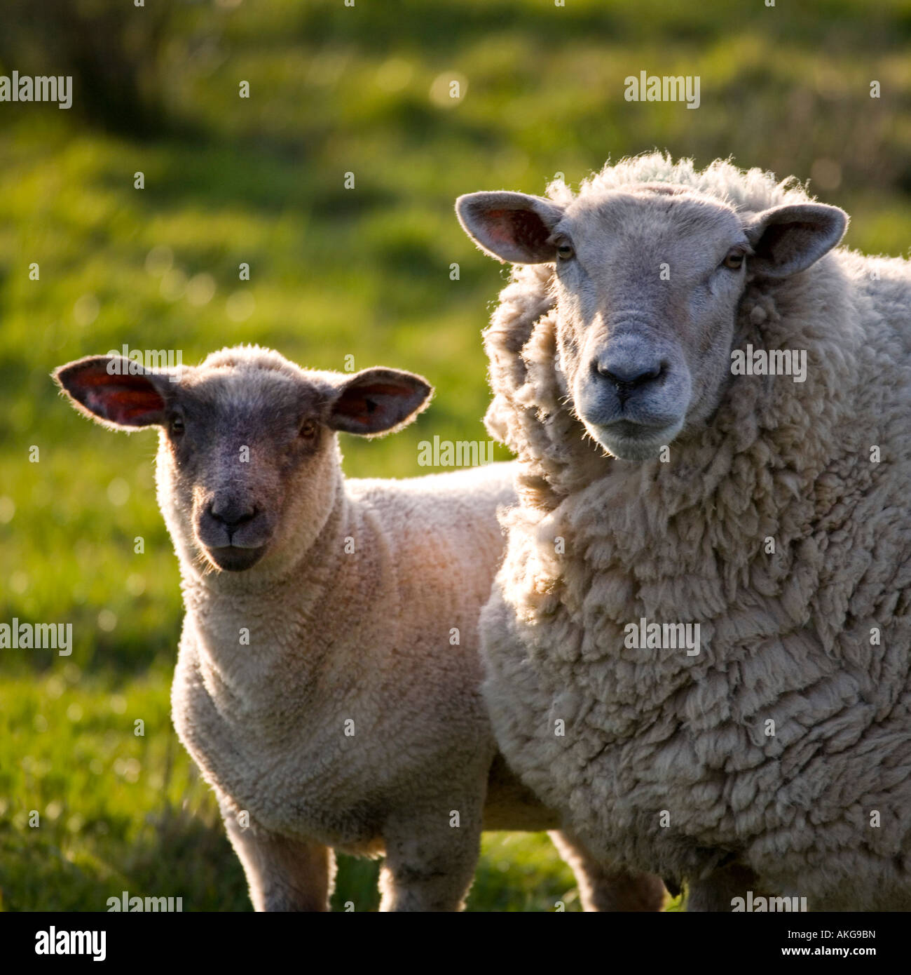 Ireland The Burren sheep Stock Photo - Alamy