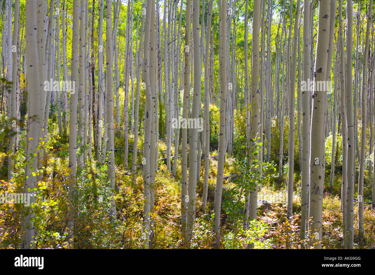 Aspen Trees at Maroon Bells Recreation Area in Autumn White River ...