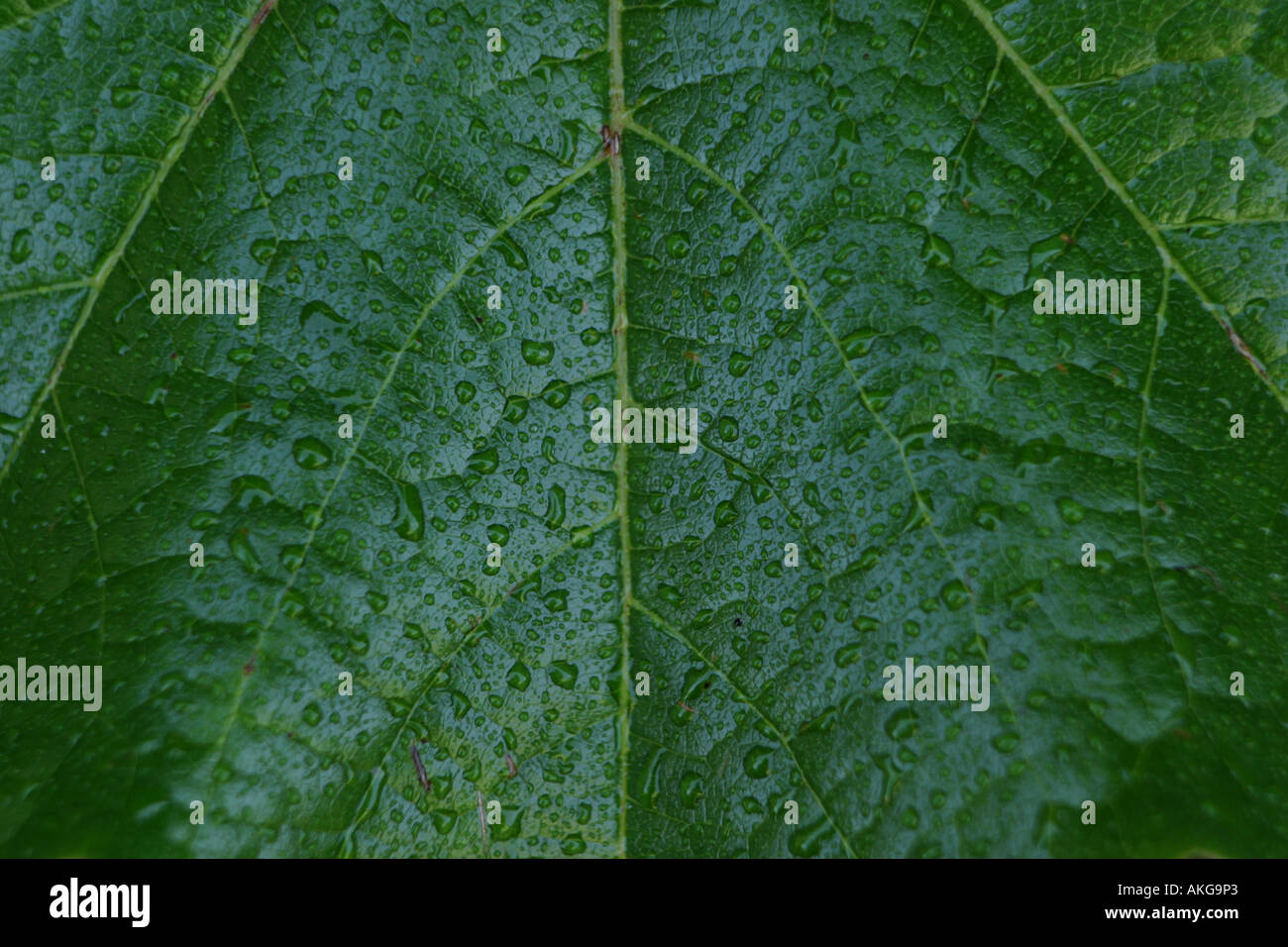 water drops on leaf Stock Photo - Alamy