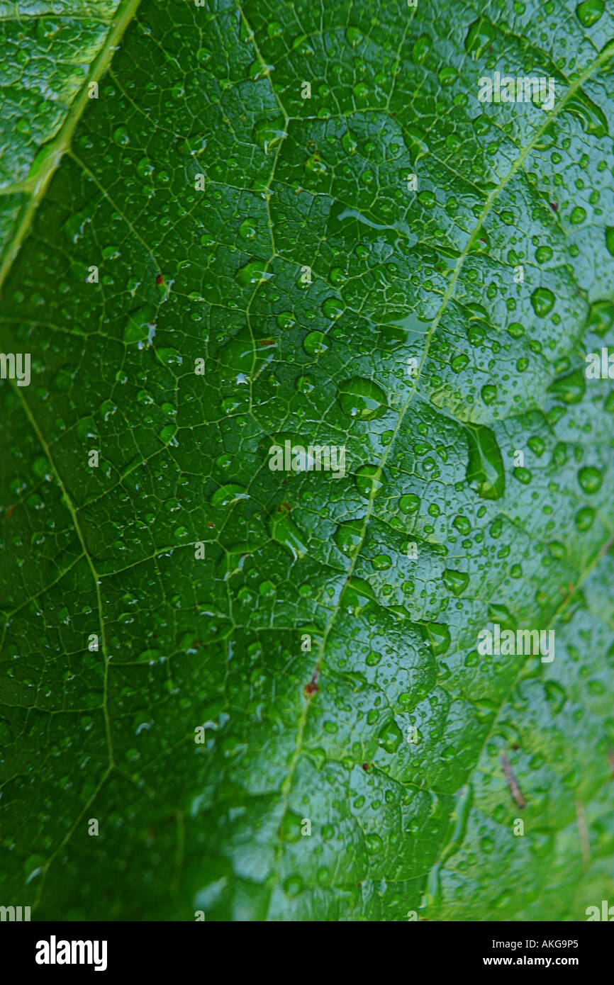 water drops on leaf Stock Photo - Alamy