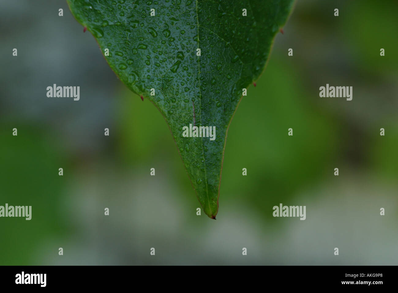 water drops on leaf Stock Photo - Alamy