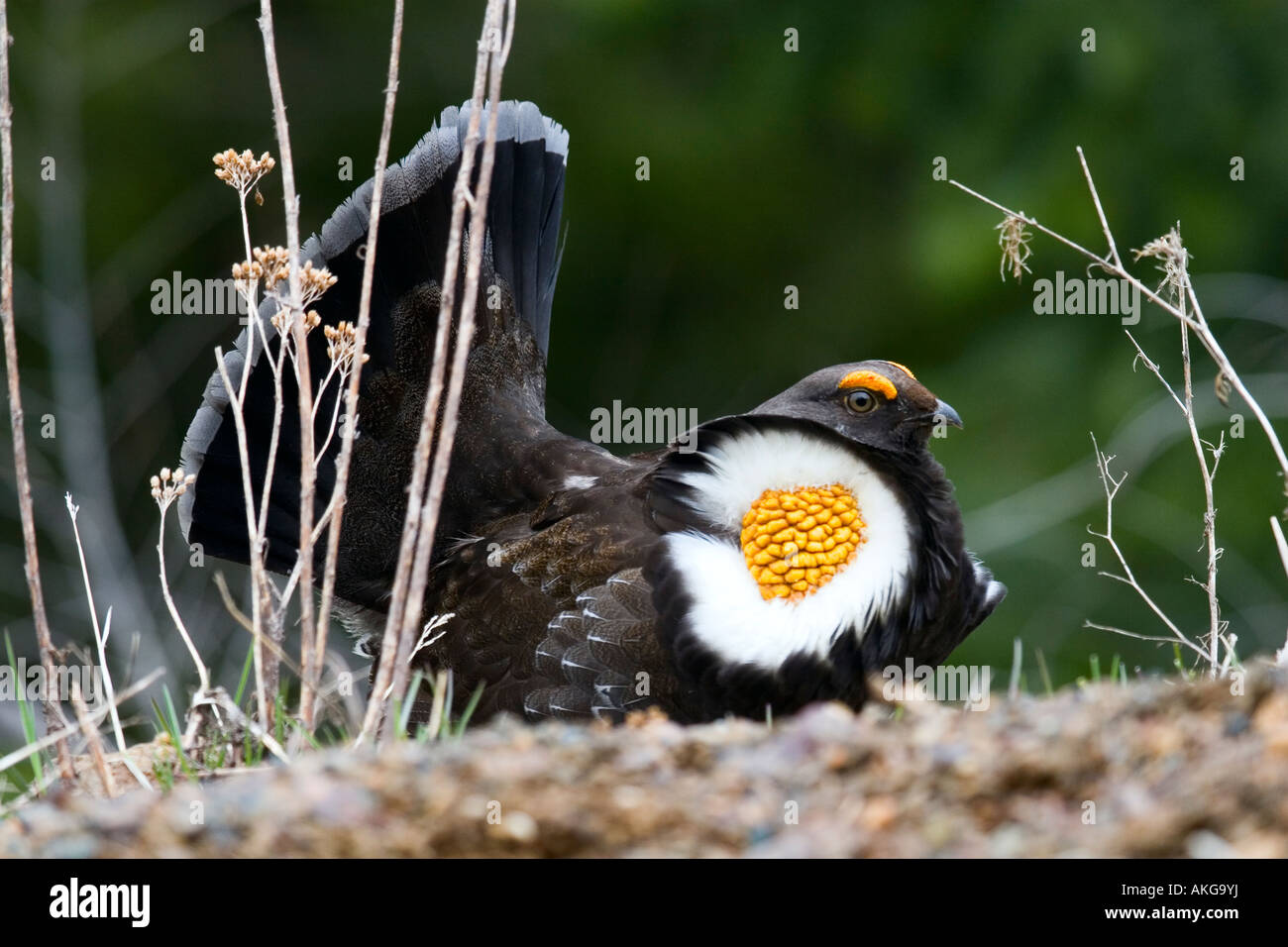 Male bird showing plummage during mating season Stock Photo - Alamy