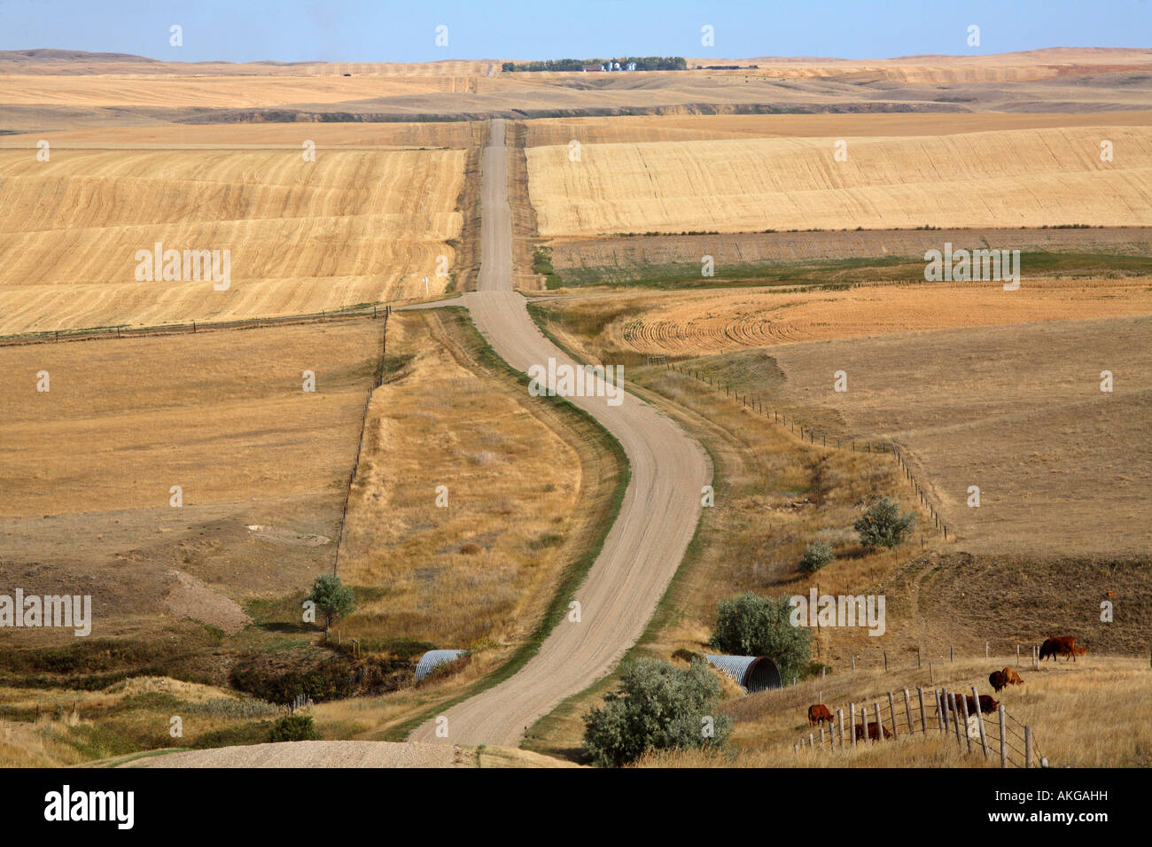 Scenic view of the Saskatchewan crop fields Stock Photo - Alamy