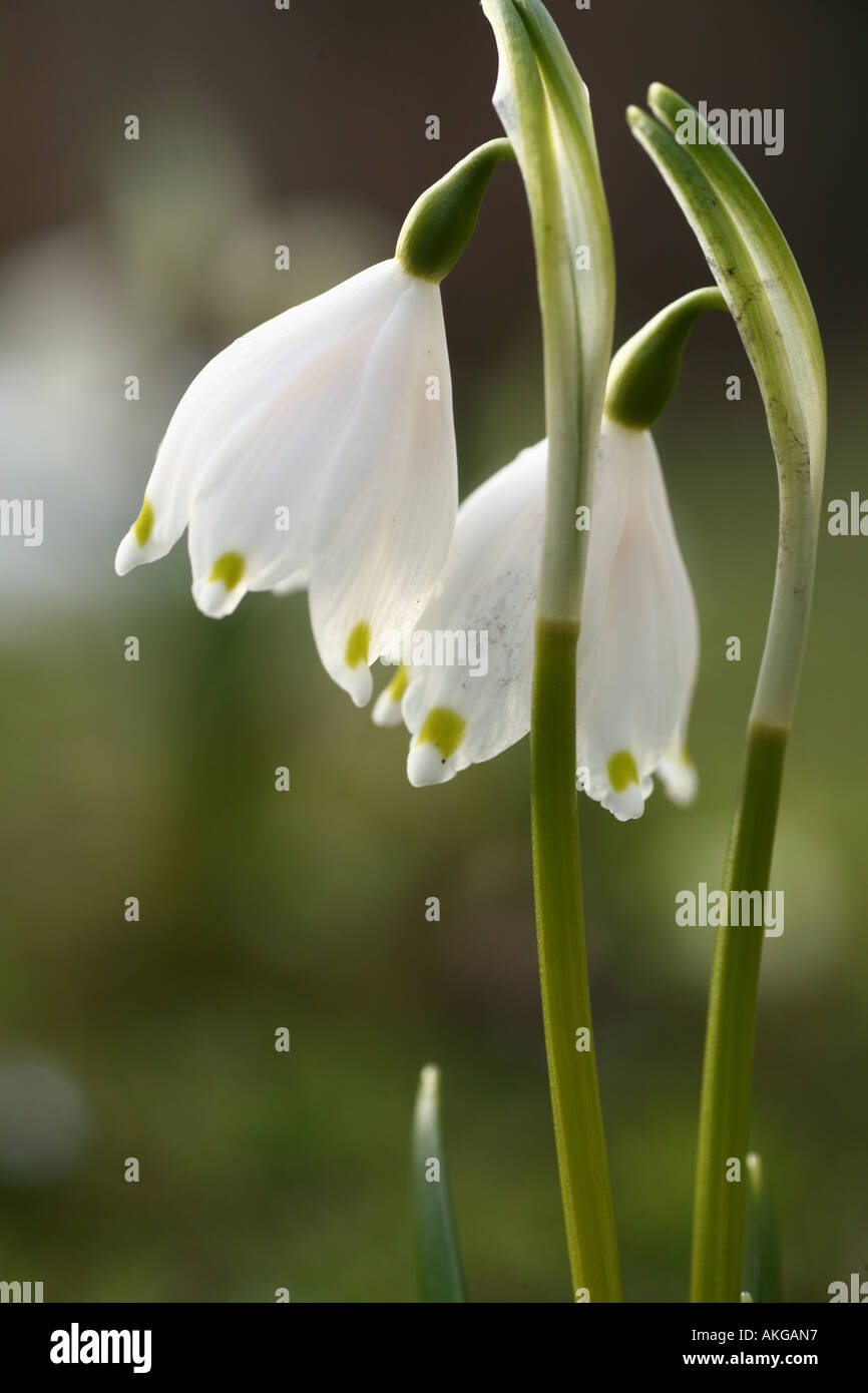 spring flowers in the field Stock Photo - Alamy