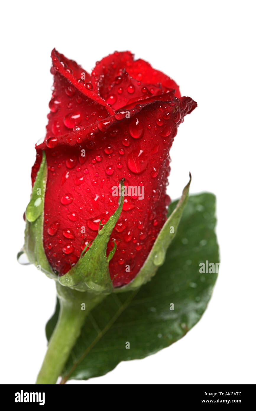 Red Rose with Water Droplets Stock Photo - Alamy