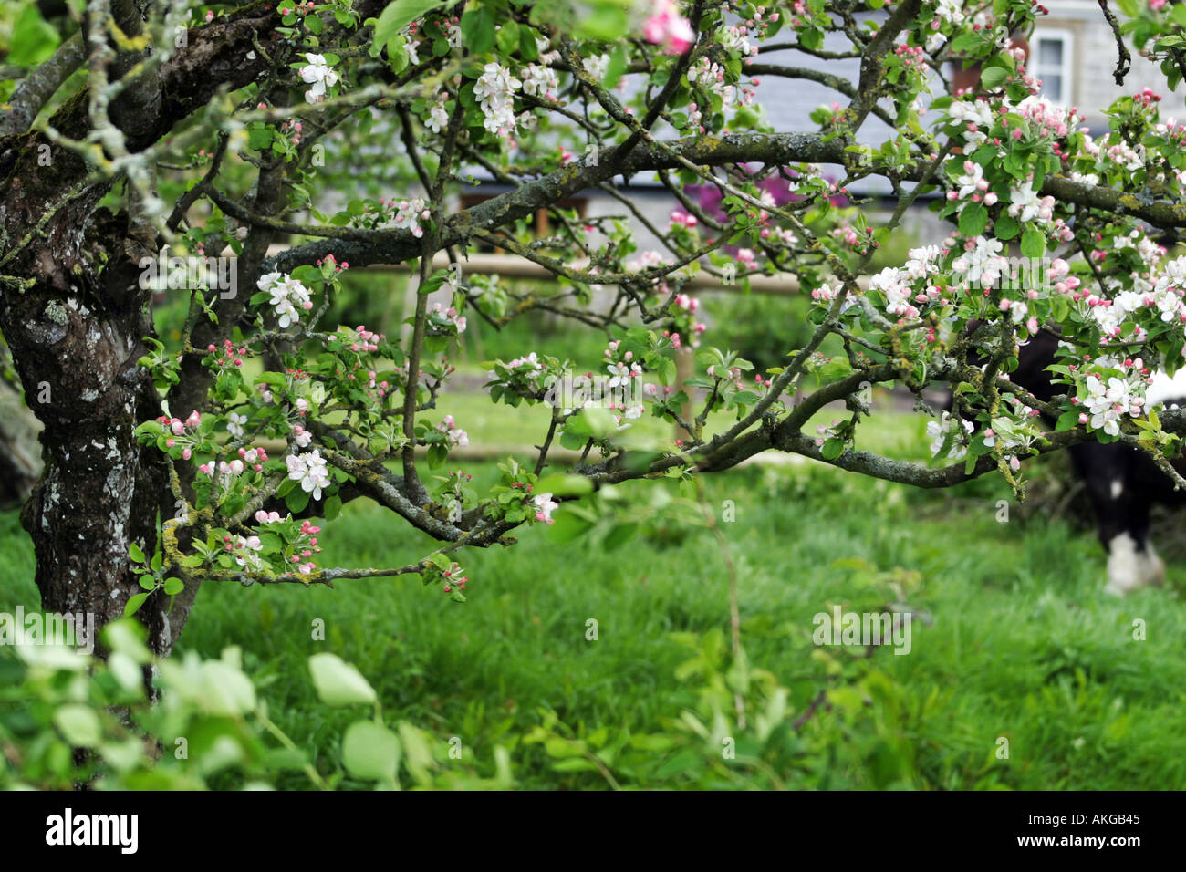 A view into a beautiful apple orchard lush in colour and budding ...