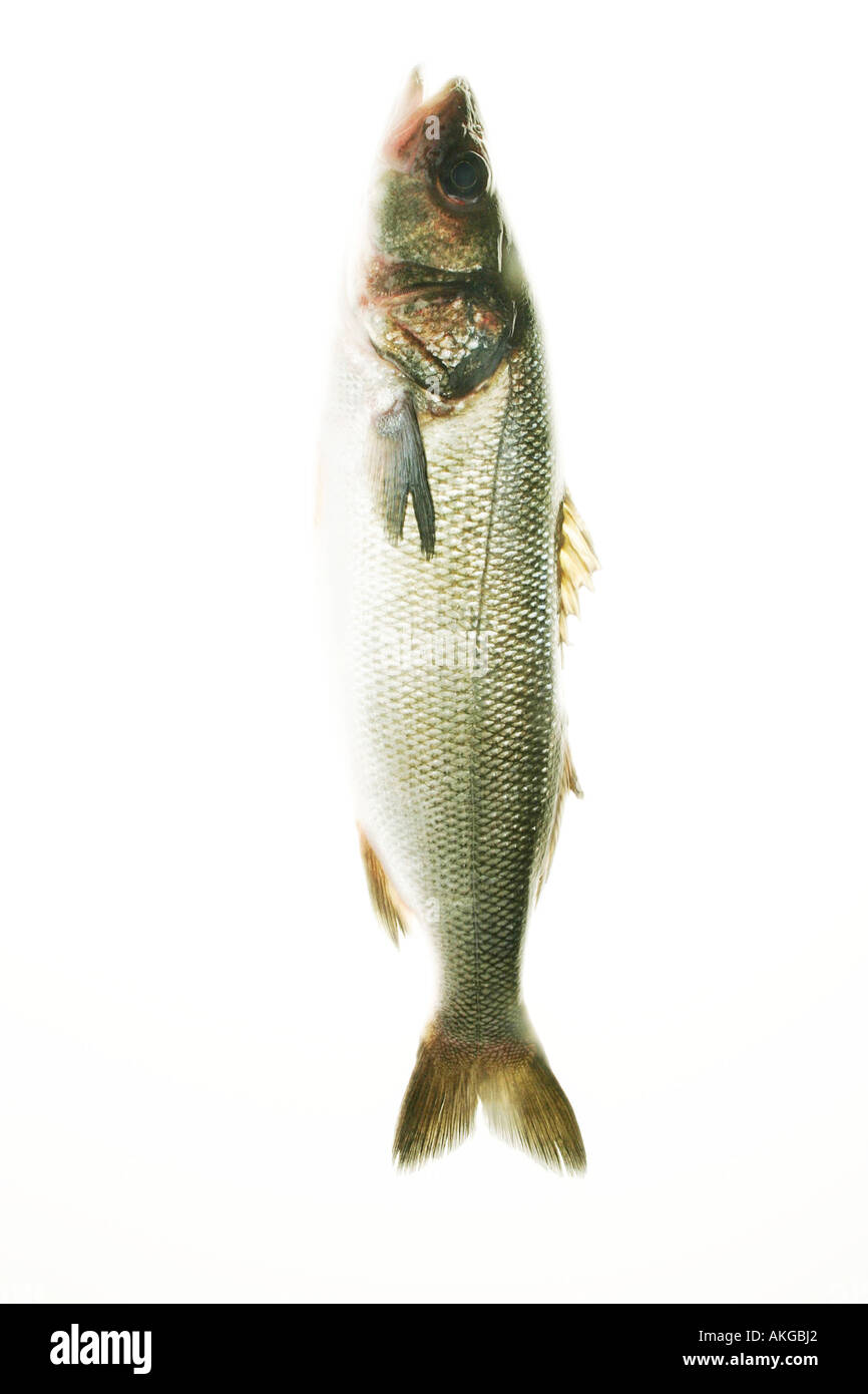 Dead sea fish Cut Out Stock Images & Pictures - Alamy