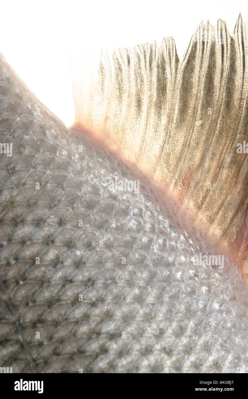 fish on white Stock Photo - Alamy