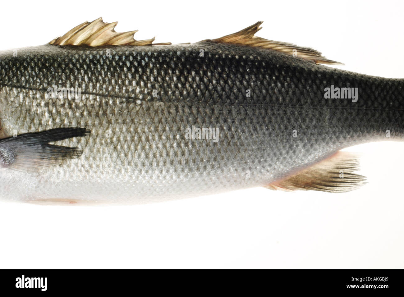 fish on white Stock Photo - Alamy