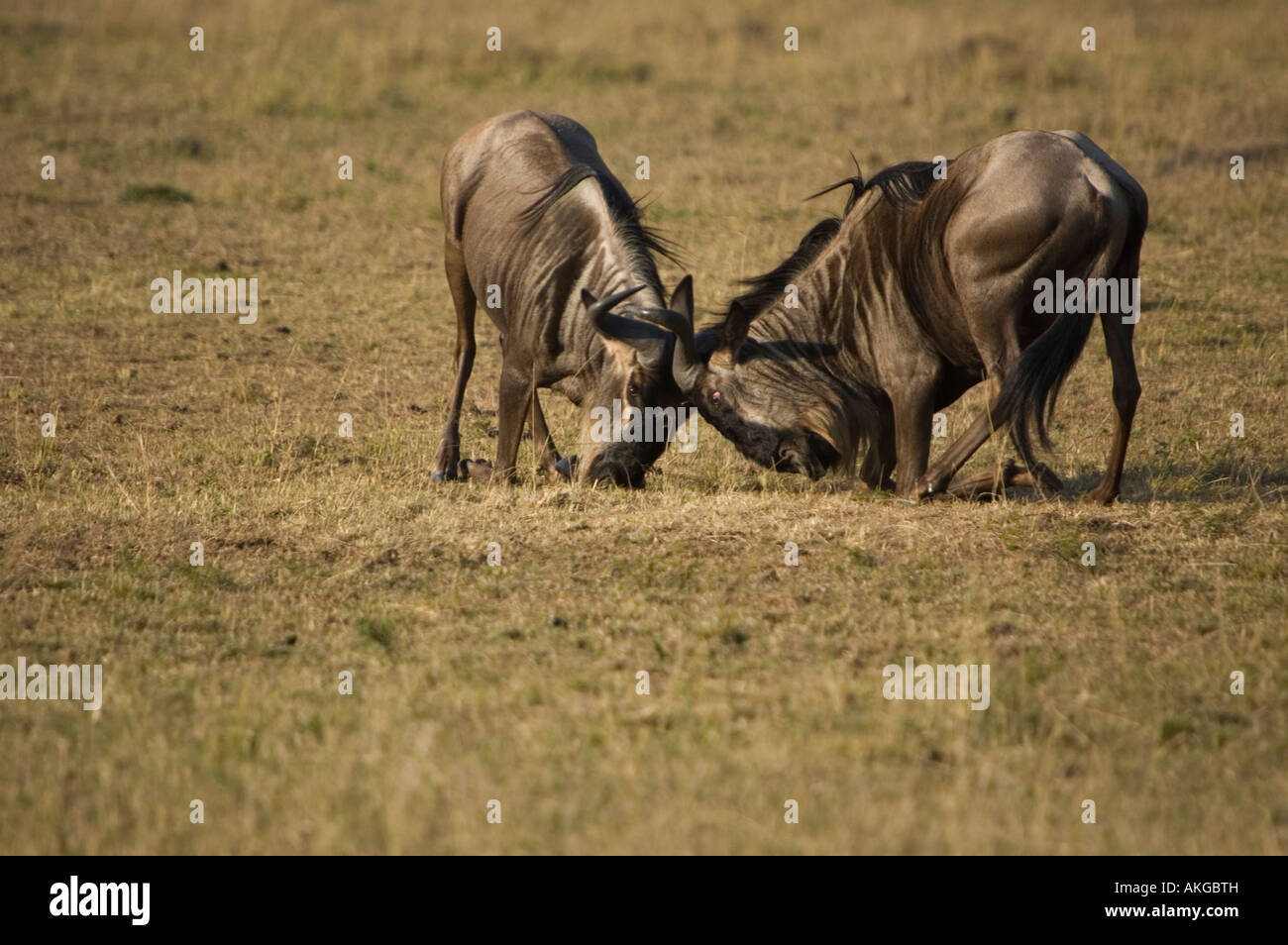 Two wildebeest fighting in an effort to gain dominance and take control ...