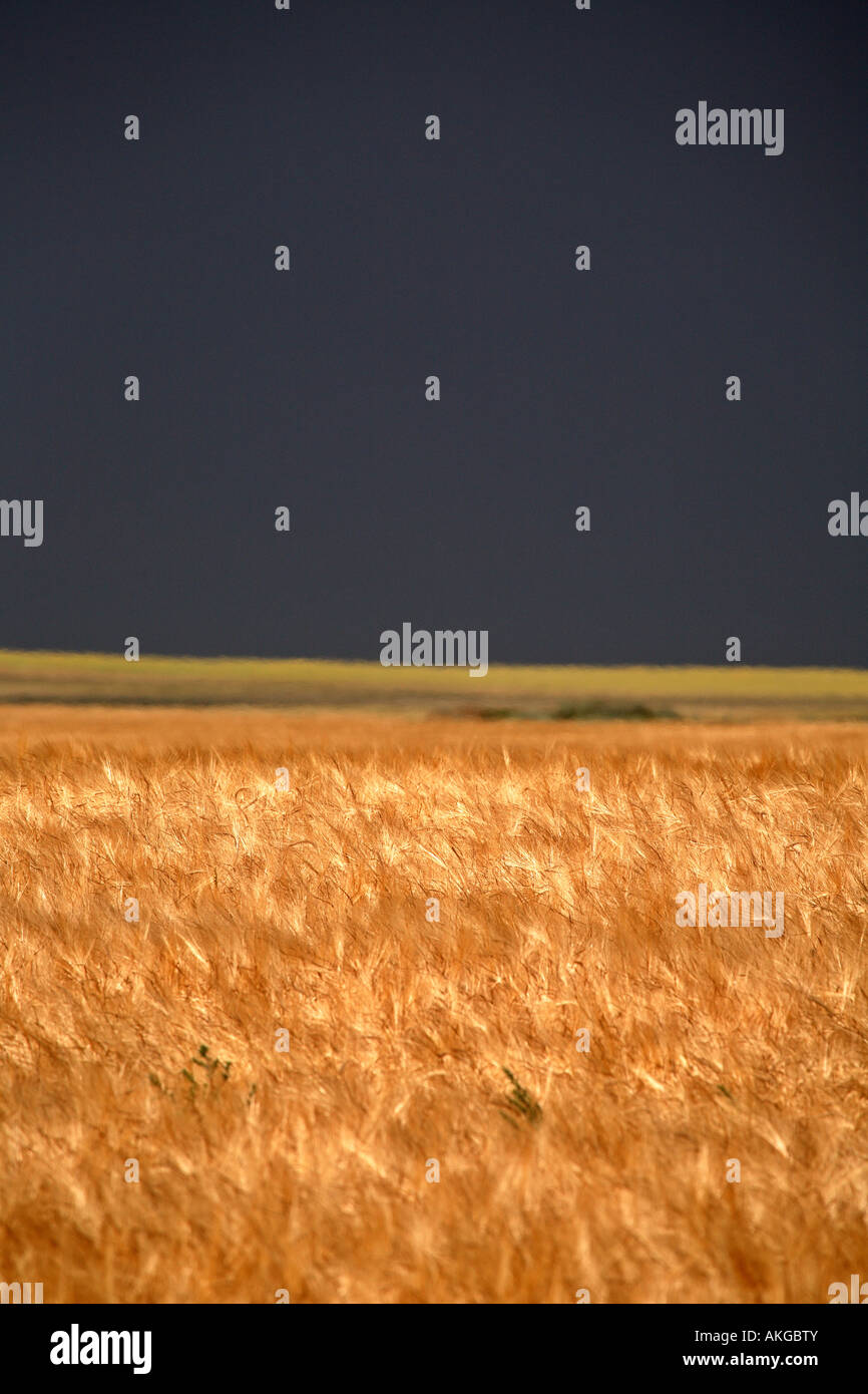 Wheat field with storm clouds in distance Stock Photo - Alamy