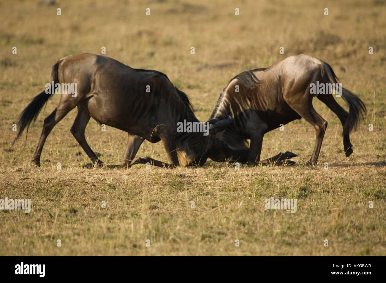 Two wildebeest fighting in an effort to gain dominance and take control ...