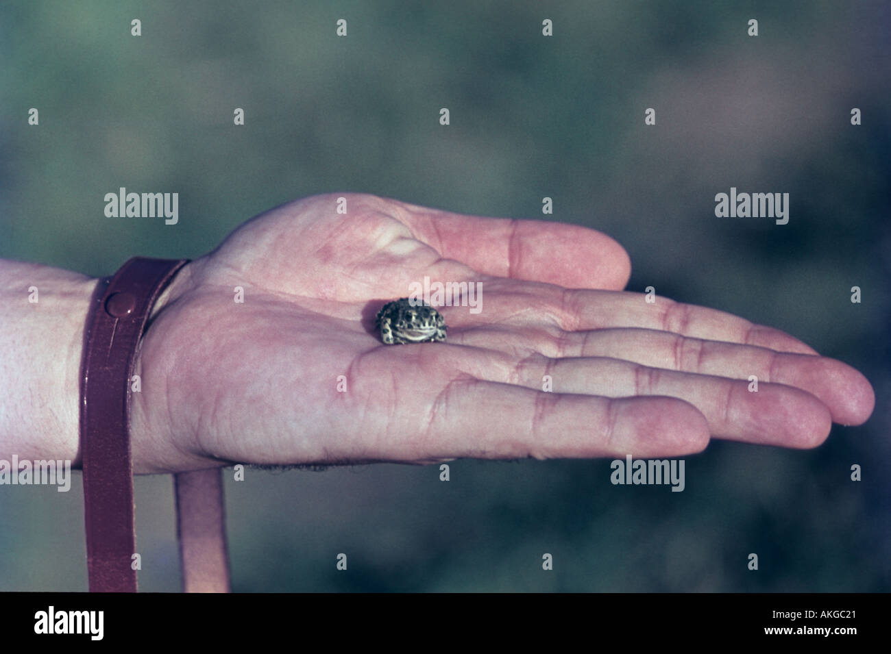 small frog on a mans hand 1960s Stock Photo - Alamy