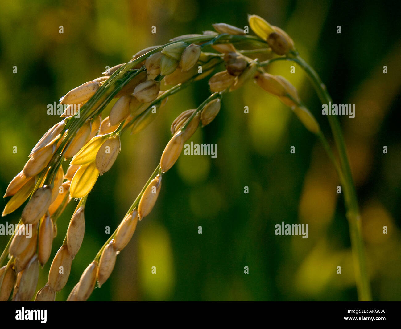Rice ripens hi-res stock photography and images - Alamy