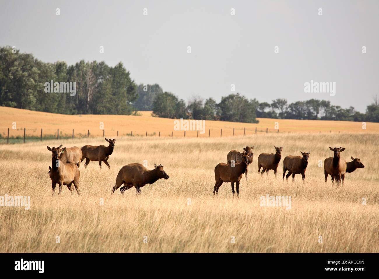 Herd of farm elk in scenic Saskatchewan Stock Photo - Alamy