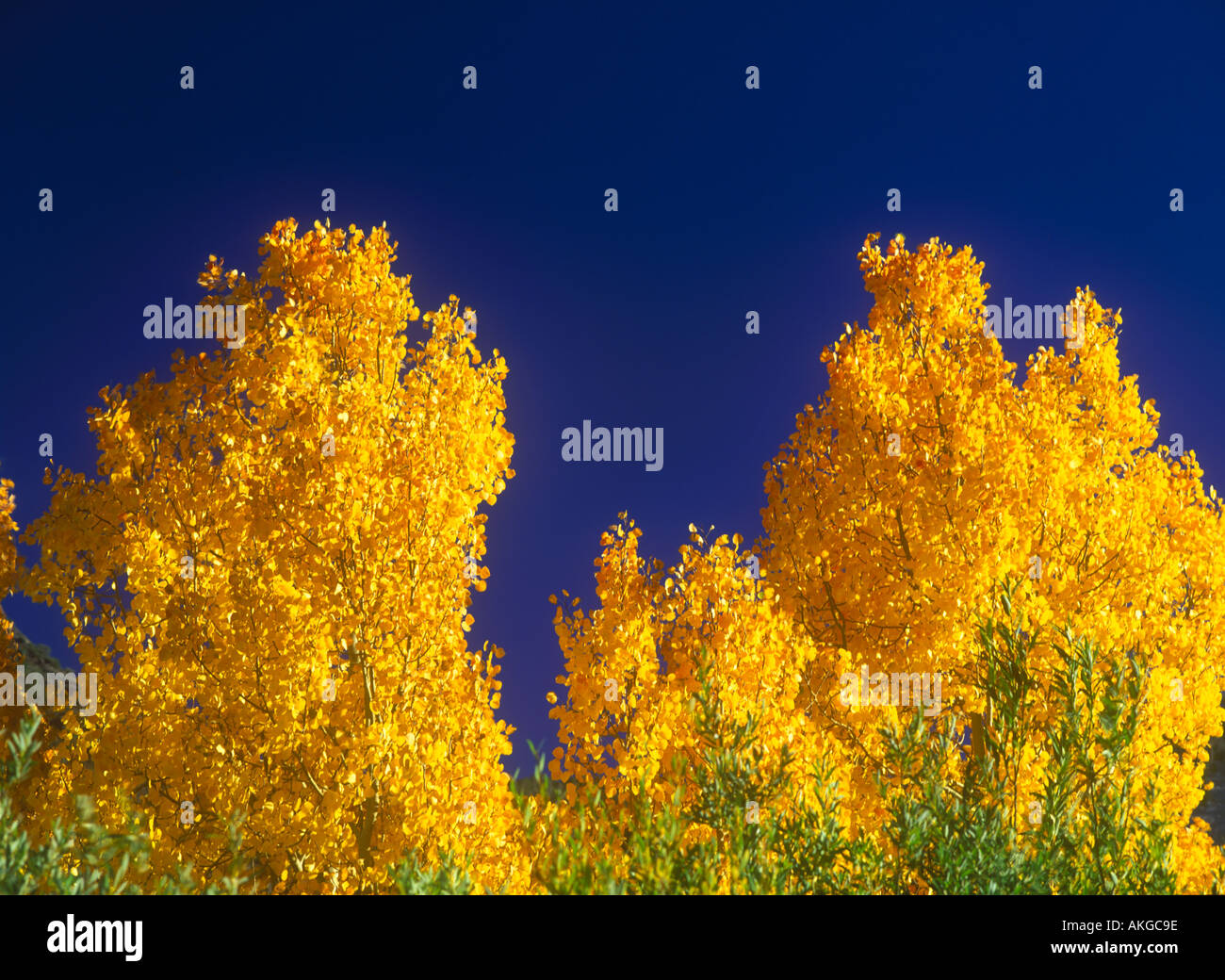 Deciduous forest four seasons hi-res stock photography and images - Alamy