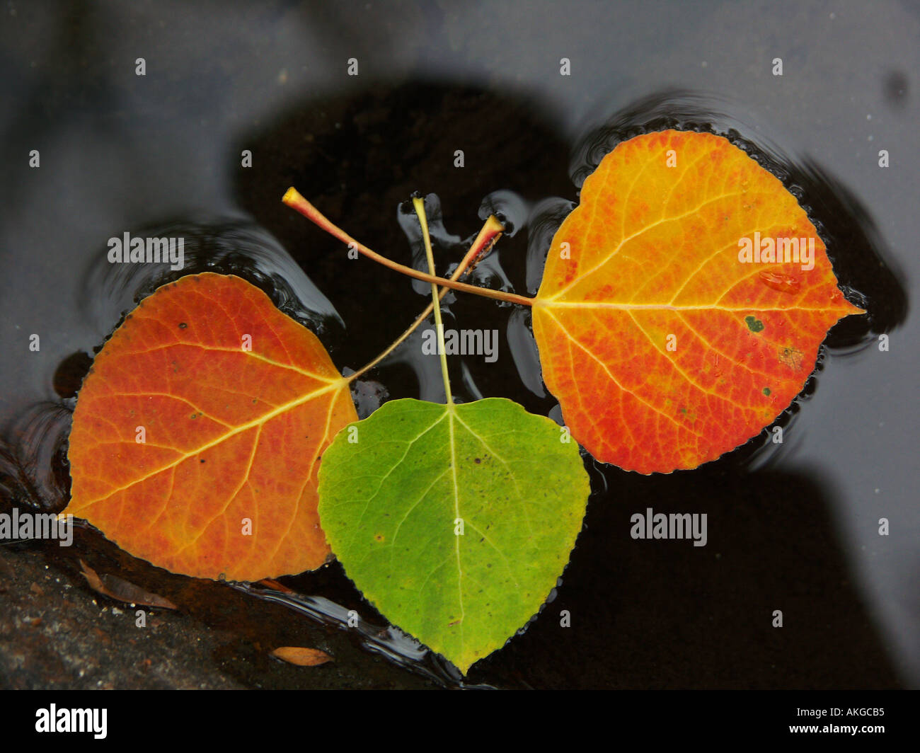 Colorful aspen leaves float in a creek in the Sierra Nevada mountains ...