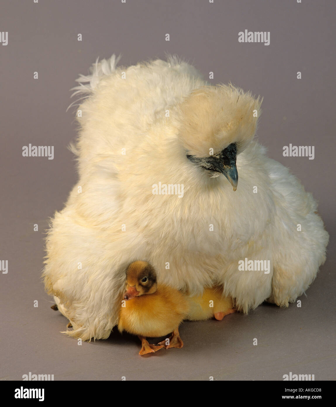Bantum Rearing Duckling Stock Photo - Alamy