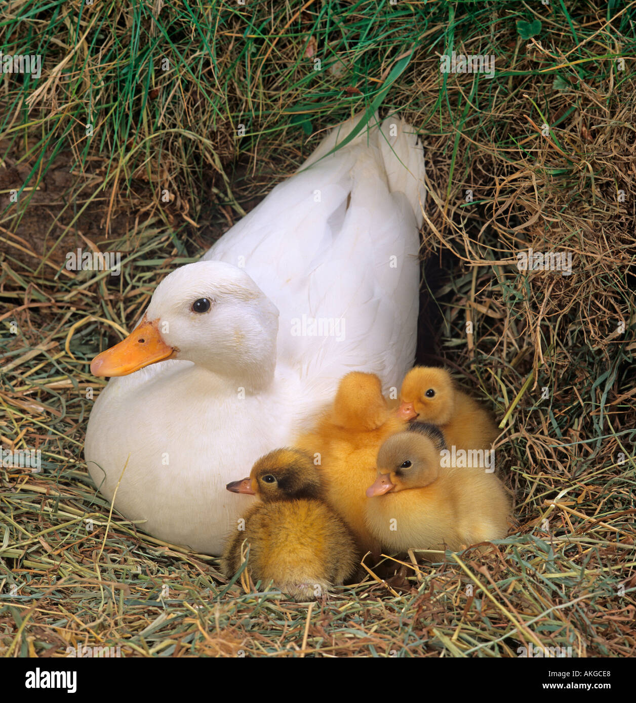 White Ducklings