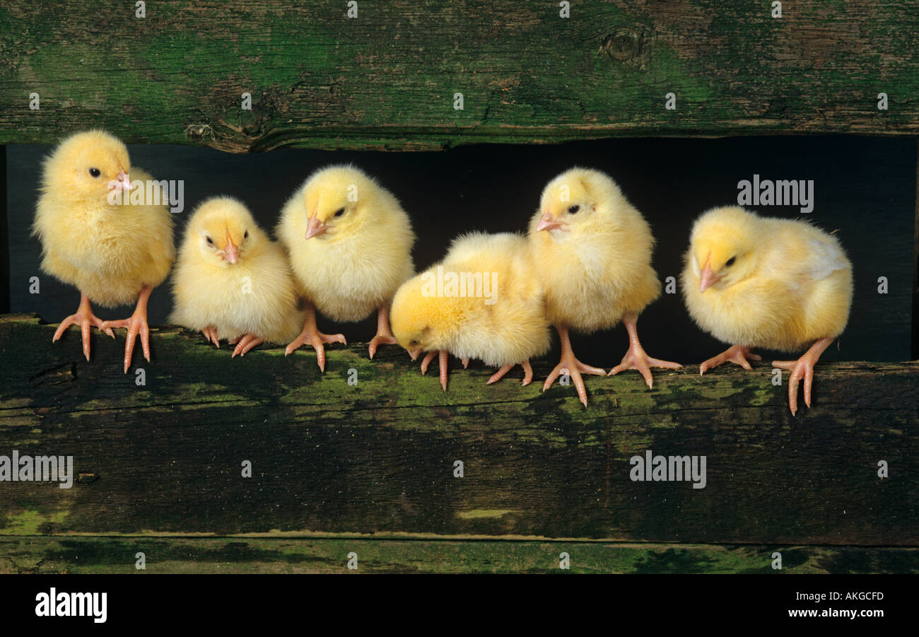 Spring chicks poultry farming birds hi-res stock photography and images ...