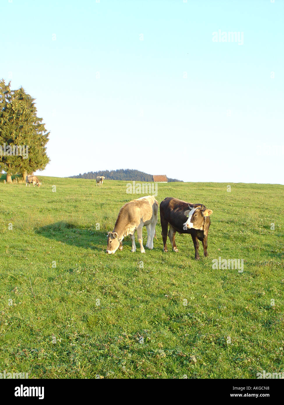 cows in field Stock Photo - Alamy