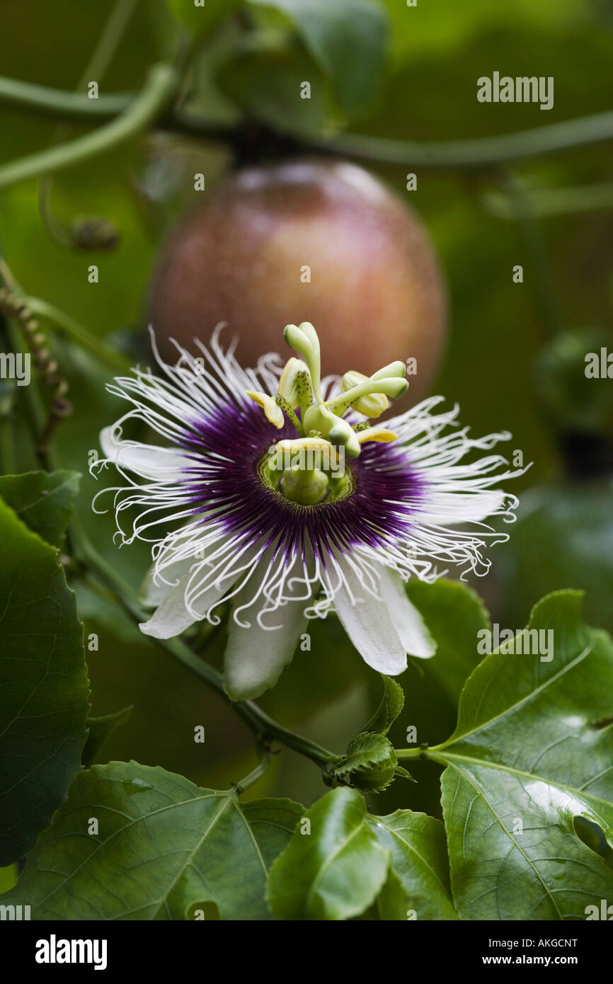 Passiflora Edulis flavicarpa. Passion flower and fruit on the vine in ...