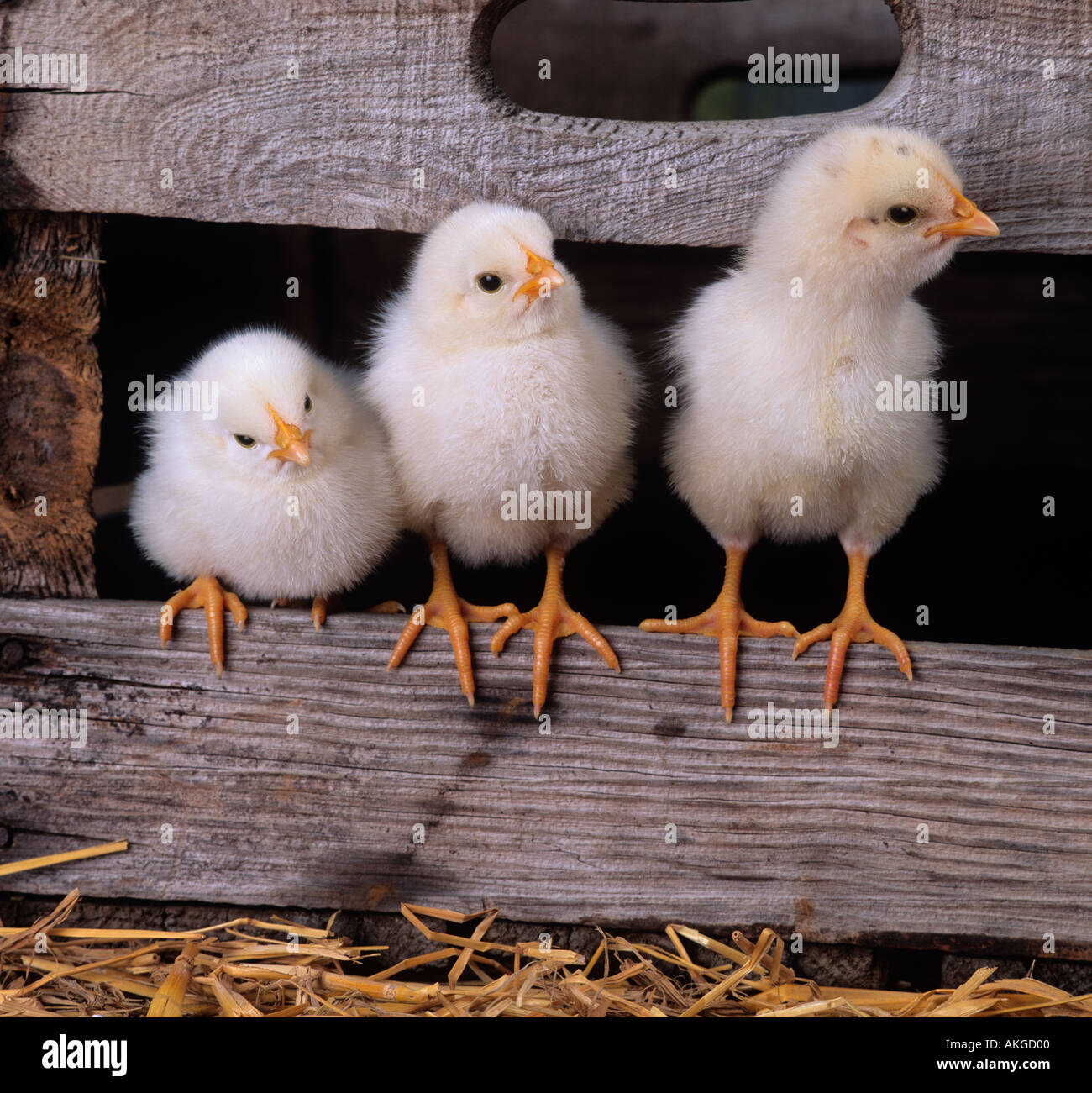 Spring chicks poultry farming birds hi-res stock photography and images ...