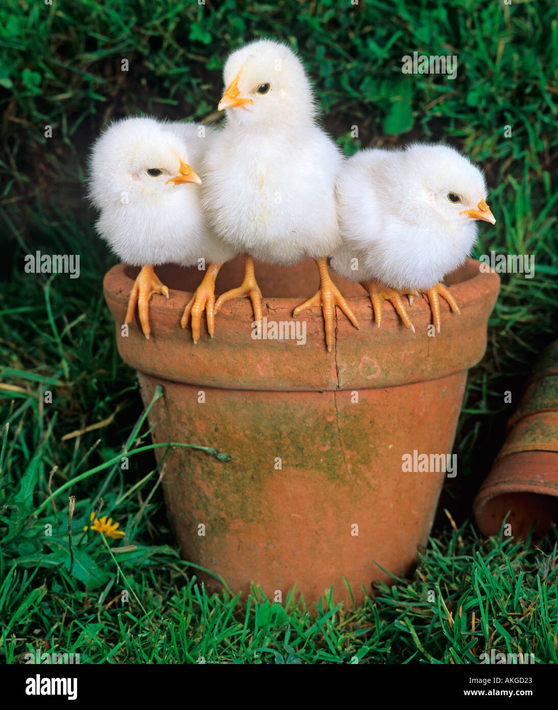 Spring chicks poultry farming birds hi-res stock photography and images ...