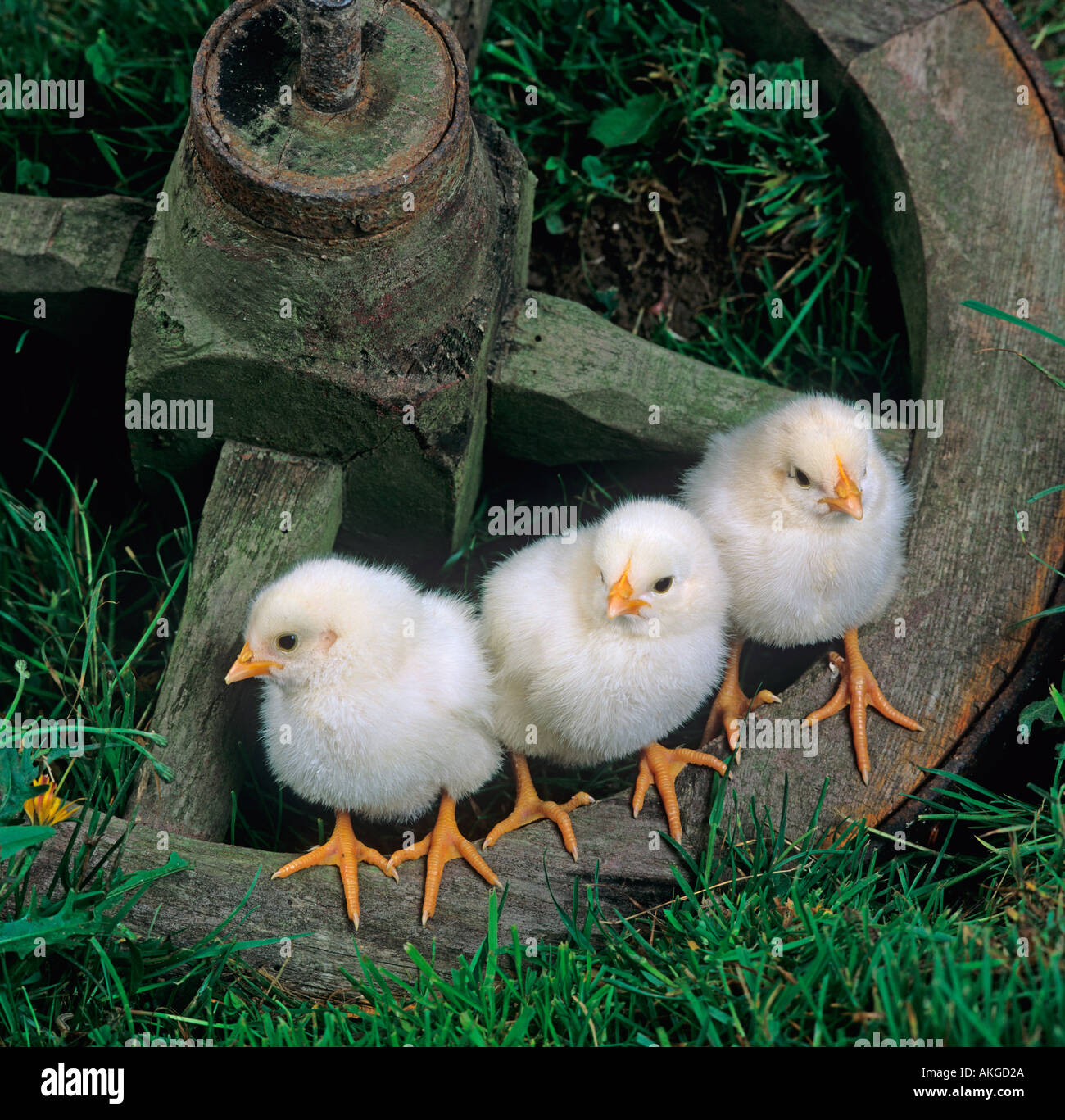 Spring chicks poultry farming birds hi-res stock photography and images ...