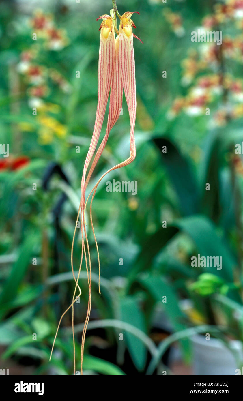 Longissimum hi-res stock photography and images - Alamy