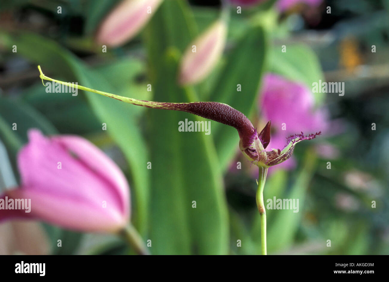 Bulbophyllum fascinator hi-res stock photography and images - Alamy