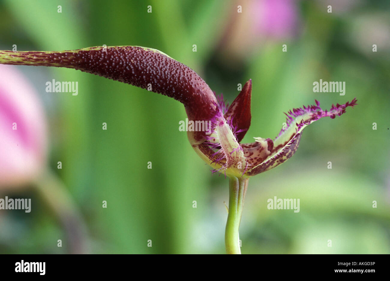 Bulbophyllum fascinator hi-res stock photography and images - Alamy