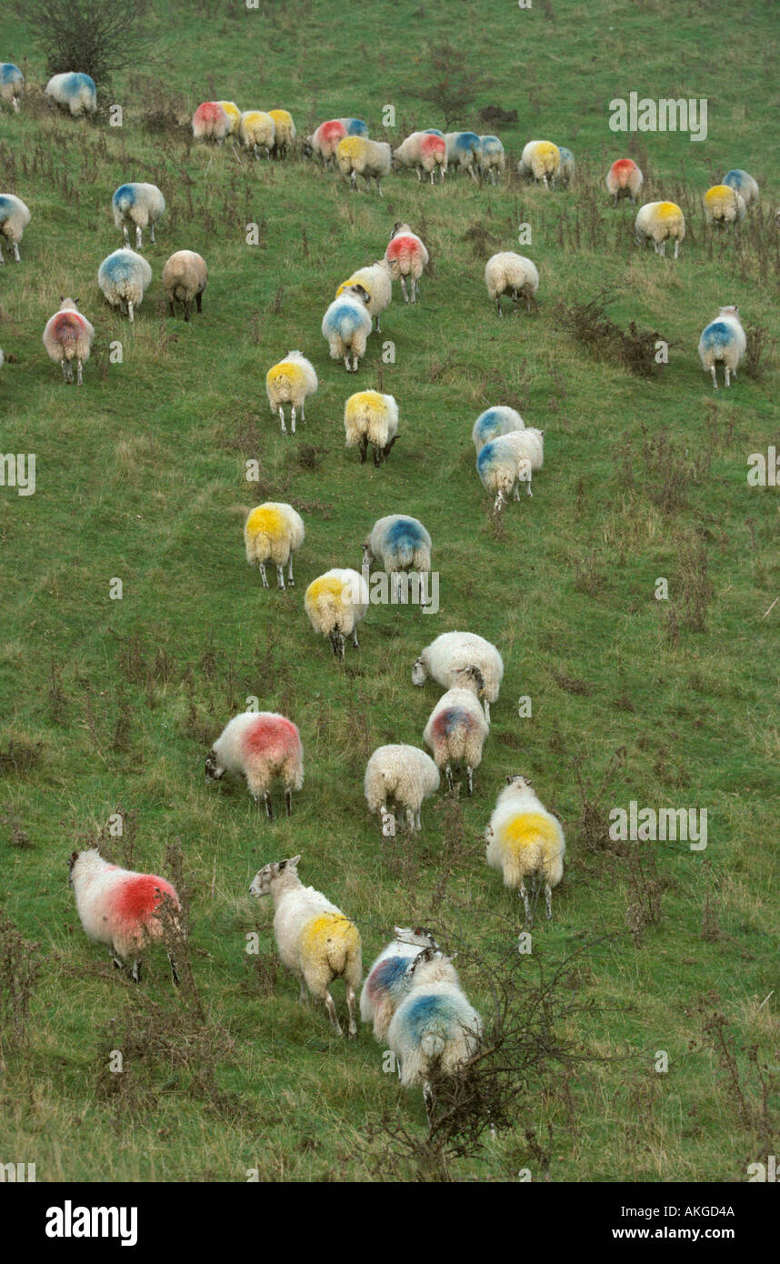 Sheep flock of ewes on Ivinghoe Beacon in the Chilterns at tupping time ...