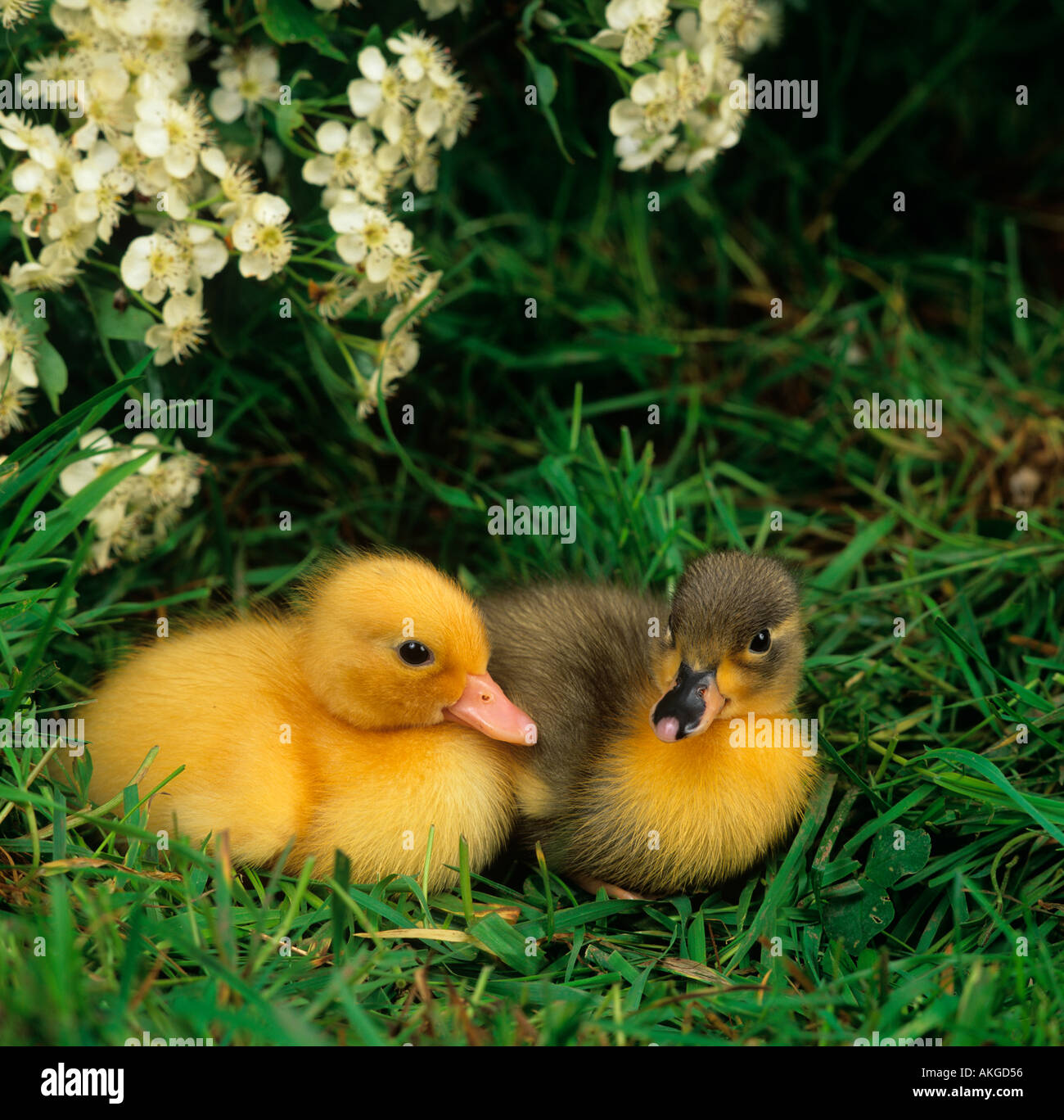 Poultry farming newly hatched hi-res stock photography and images - Alamy