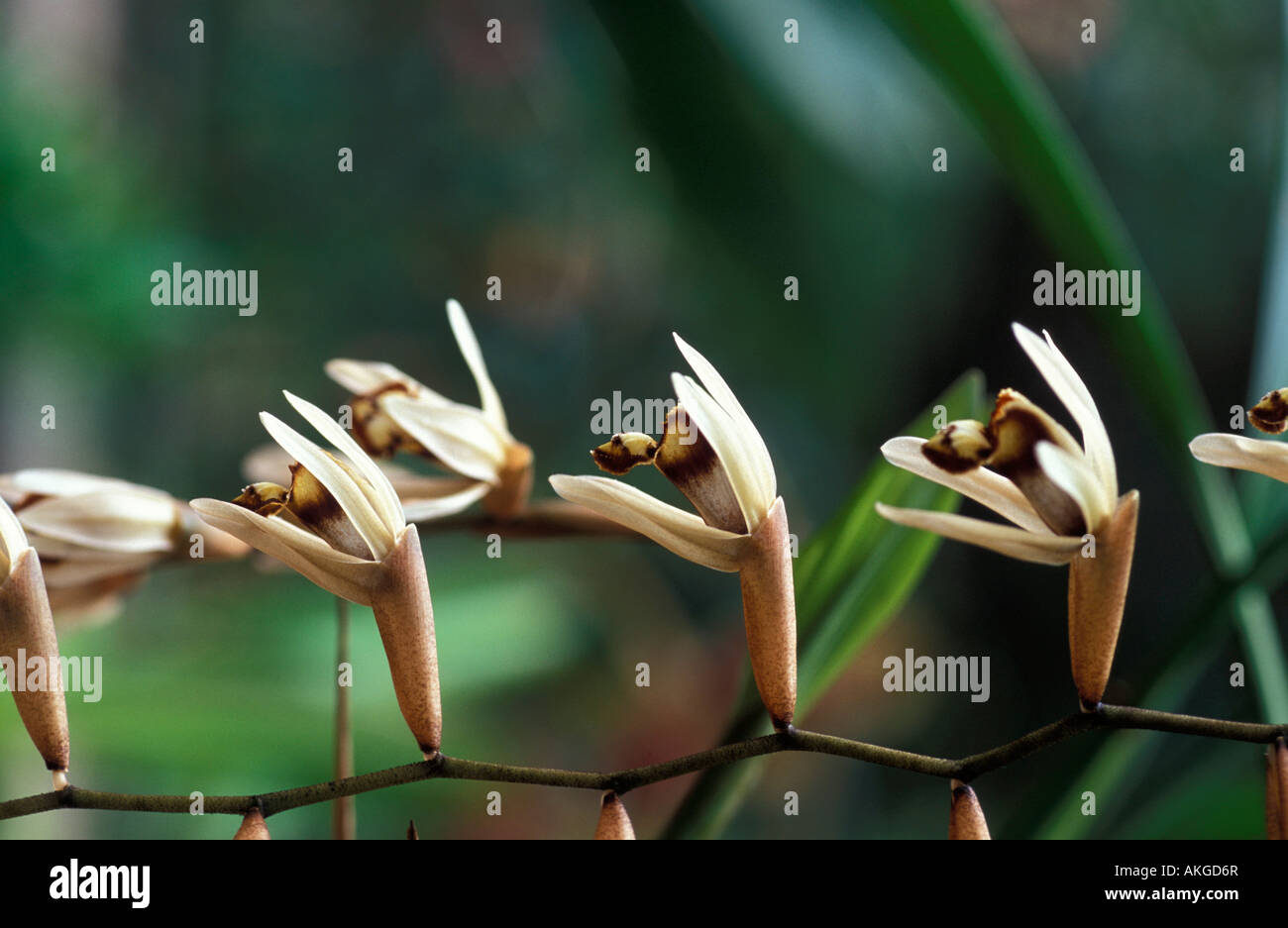 Coelogyne hi-res stock photography and images - Alamy