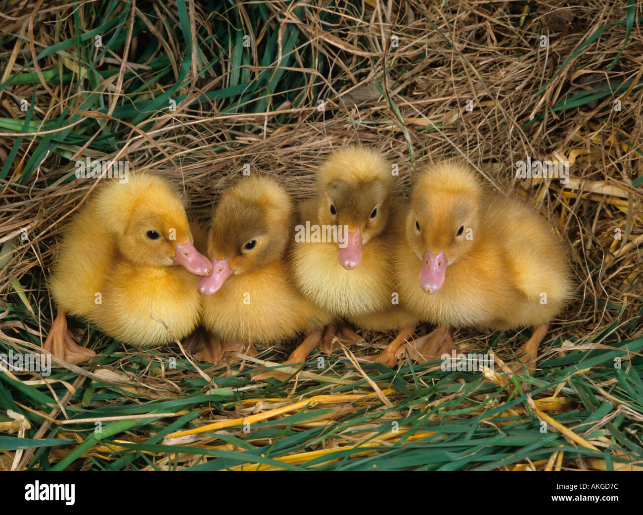 Ducklings In Row Stock Photos & Ducklings In Row Stock Images - Alamy