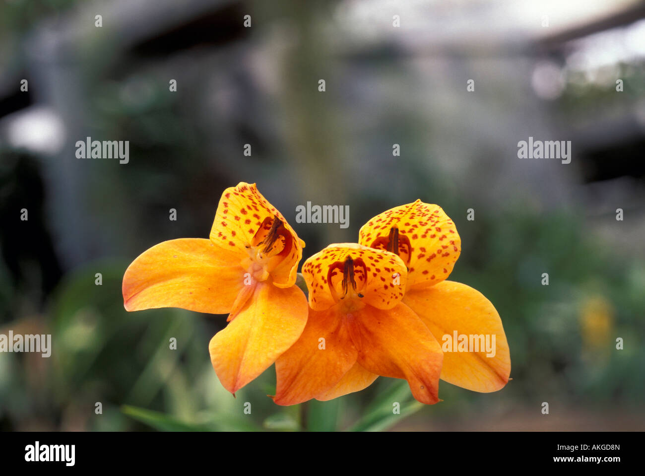 Red disa hi-res stock photography and images - Alamy