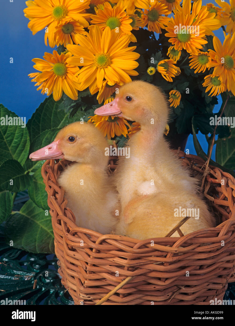Ducklings and yellow flowers hi-res stock photography and images - Alamy
