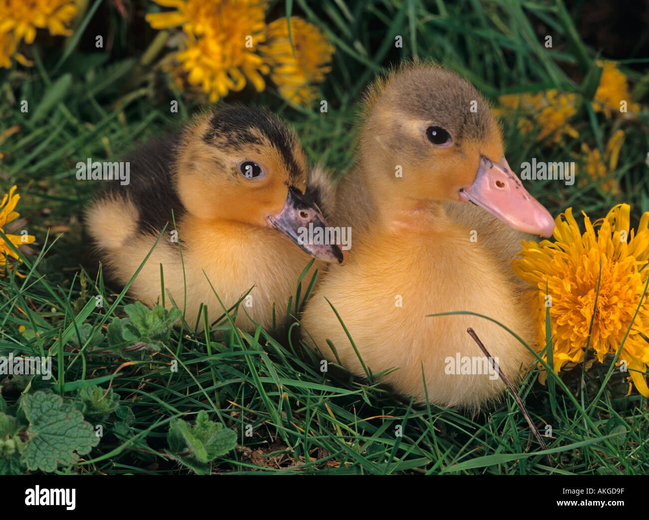 Brood ducklings week old hi-res stock photography and images - Alamy