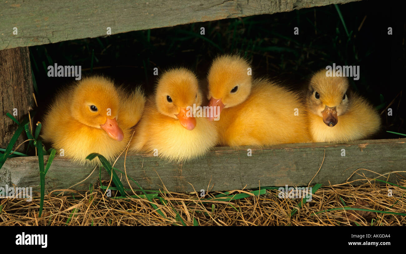Ducklings in line hi-res stock photography and images - Alamy