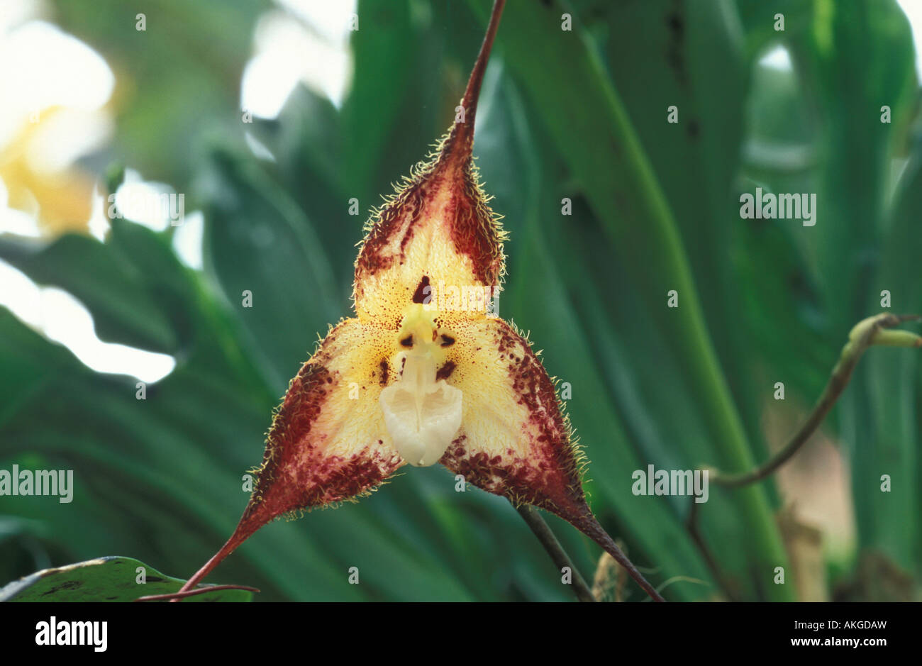 Dracula dracula sp hi-res stock photography and images - Alamy