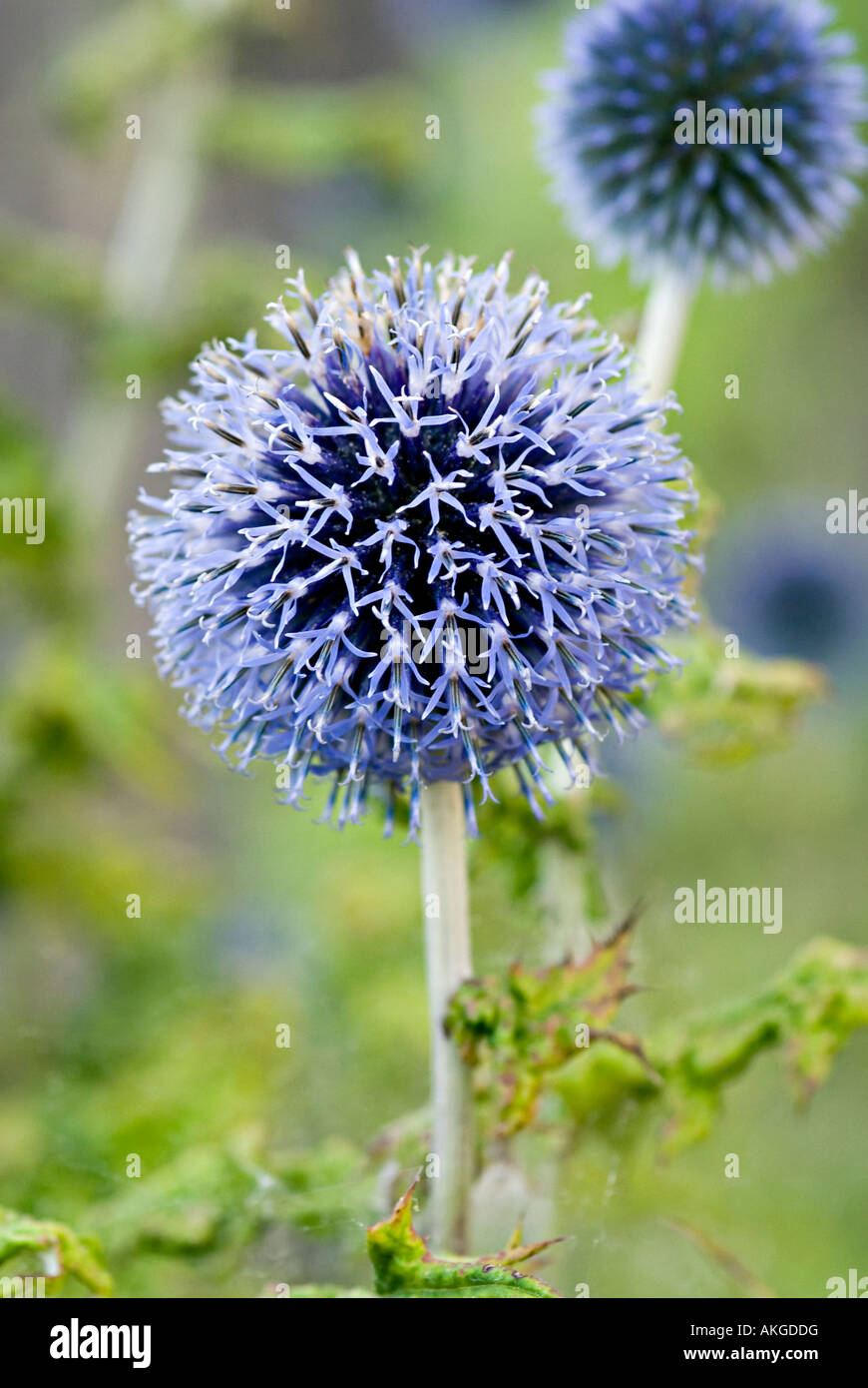 echinops with blue flowered heads Stock Photo - Alamy