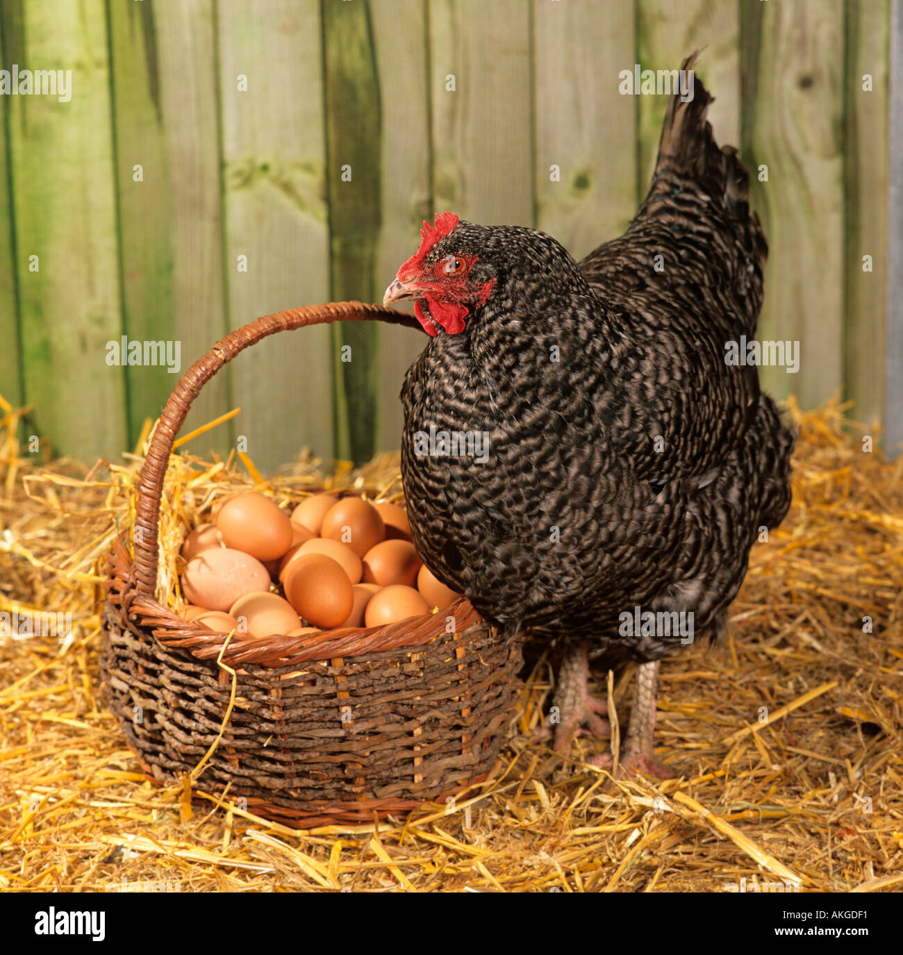 Maran chicken hi-res stock photography and images - Alamy