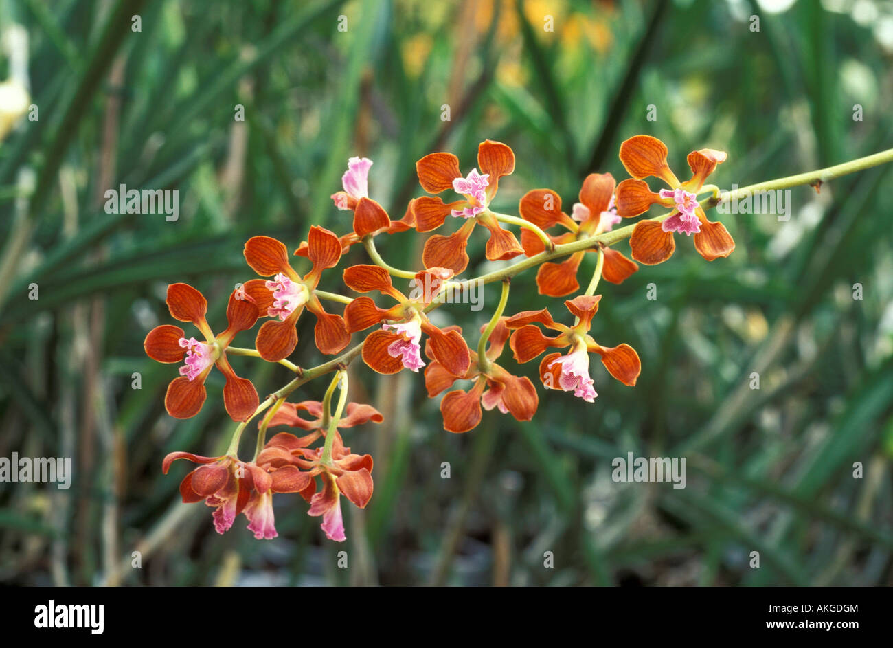 Elata hi-res stock photography and images - Alamy