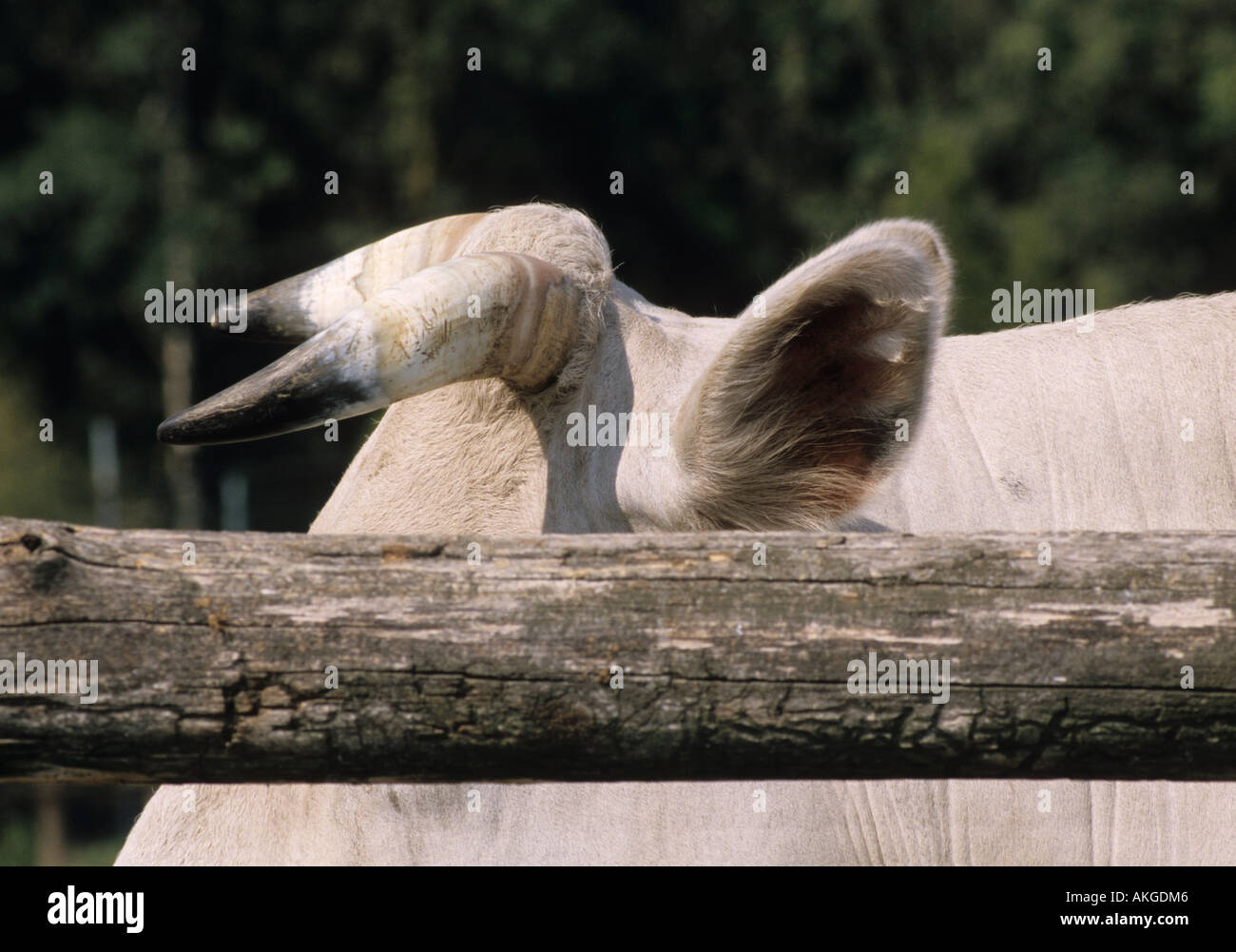 Chianina Cattle Stock Photos & Chianina Cattle Stock Images - Alamy